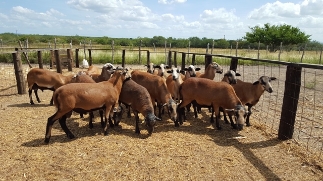 VENTA | PELIBUEY | BLACKBELLY | CRIA Y ENGORDA