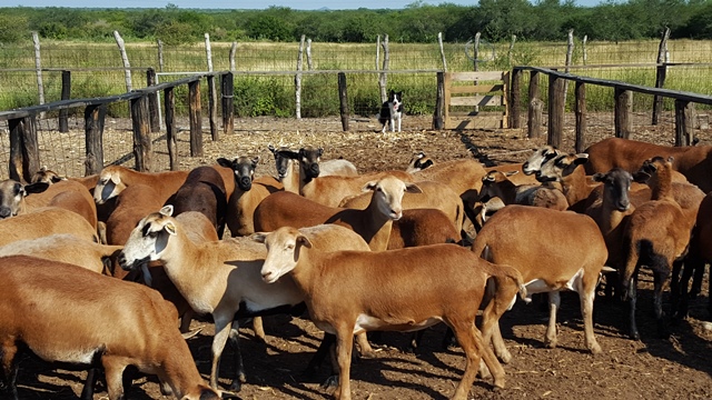 VENTA | PELIBUEY | BLACKBELLY | CRIA Y ENGORDA