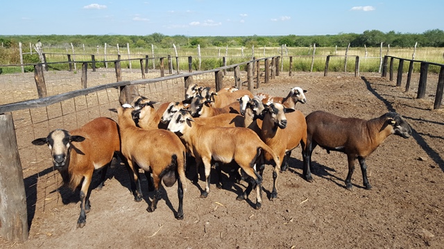 VENTA | PELIBUEY | BLACKBELLY | CRIA Y ENGORDA