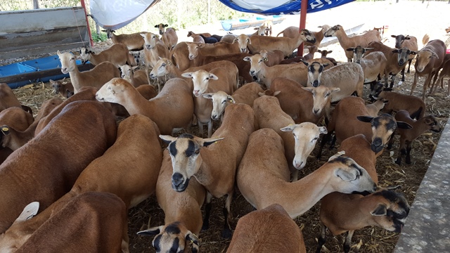 VENTA | PELIBUEY | BLACKBELLY | CRIA Y ENGORDA