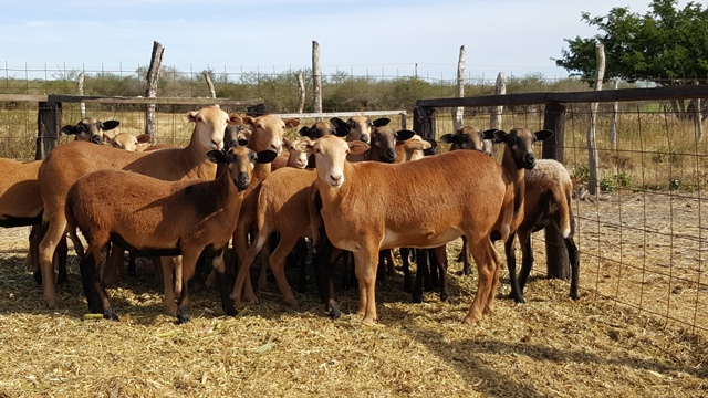 VENTA | PELIBUEY | BLACKBELLY | CRIA Y ENGORDA