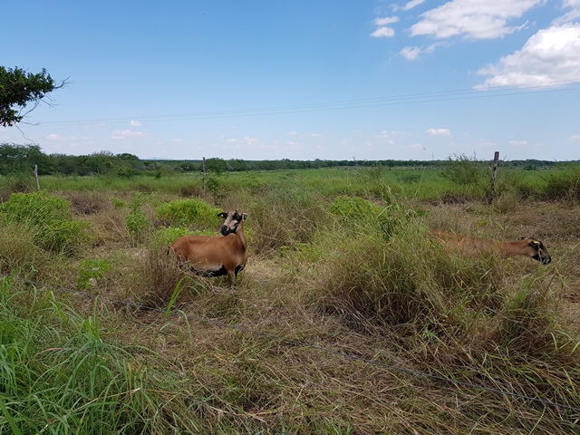 VENTA | PELIBUEY | BLACKBELLY | CRIA Y ENGORDA