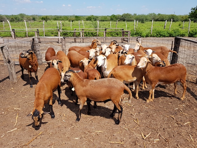 VENTA | PELIBUEY | BLACKBELLY | CRIA Y ENGORDA