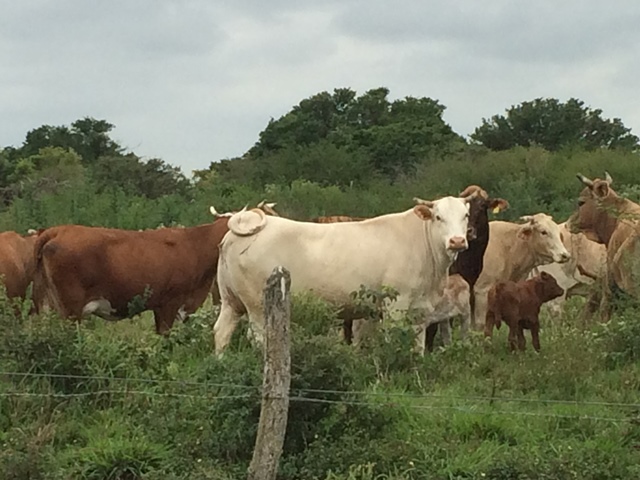 Comercializadora Agropecuaria ROD - Compra Venta de Ganado