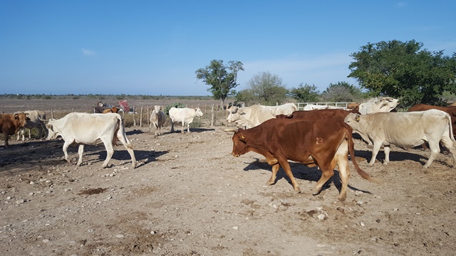 VACAS PARA ENGORDA