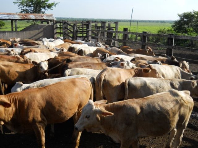 Comercializadora Agropecuaria ROD | Compra Venta de Ganado