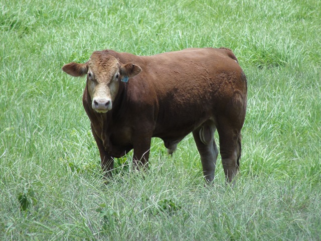 Comercializadora Agropecuaria ROD - Compra Venta de Ganado