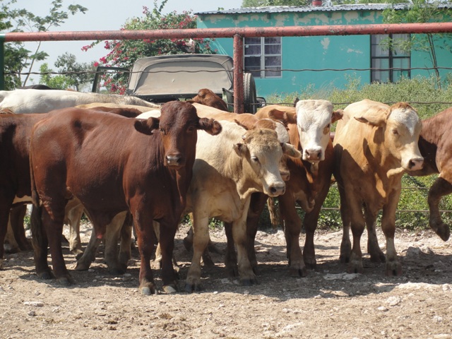 Razas De Toros De Engorda En Mexico Generalidades De La Ganadería