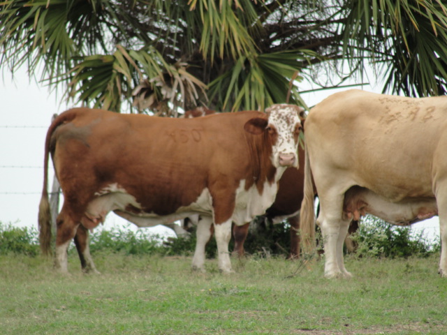 Comercializadora Agropecuaria ROD - Compra Venta de Ganado