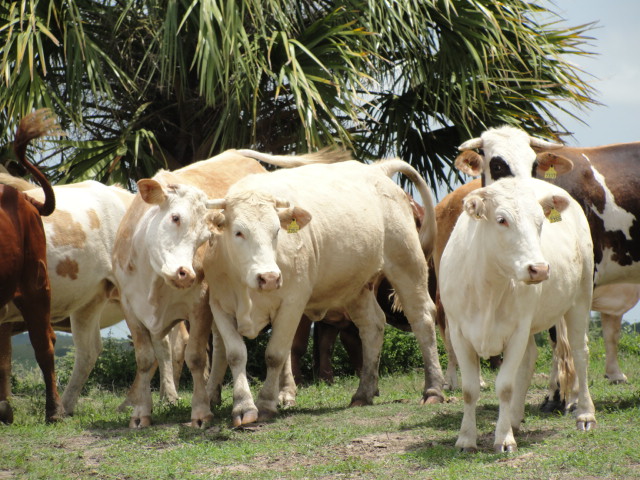 Comercializadora Agropecuaria ROD - Compra Venta de Ganado